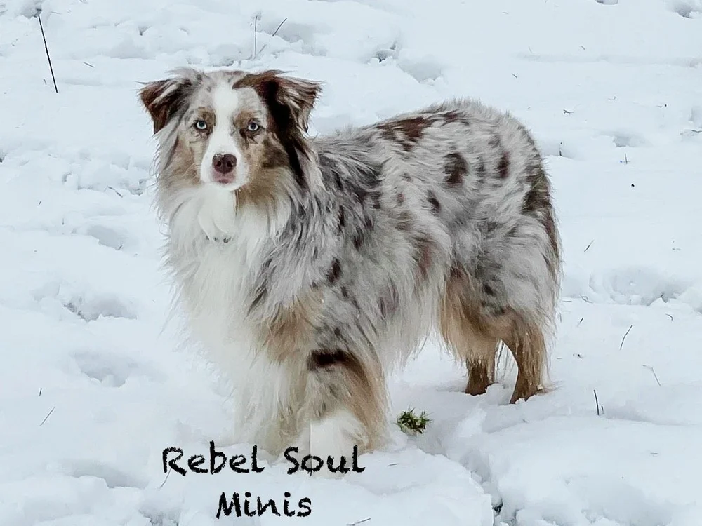 Exploring Australian Shepherd Coat Colors: A Guide to the Stunning ...