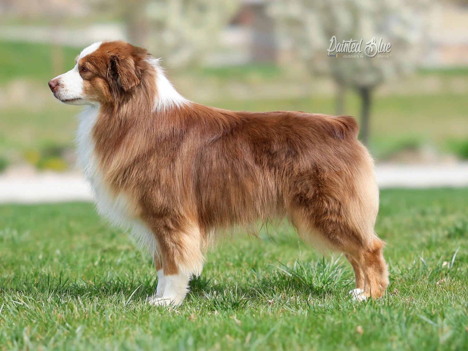 Mini Australian Shepherd Sires — Painted Blue Aussies