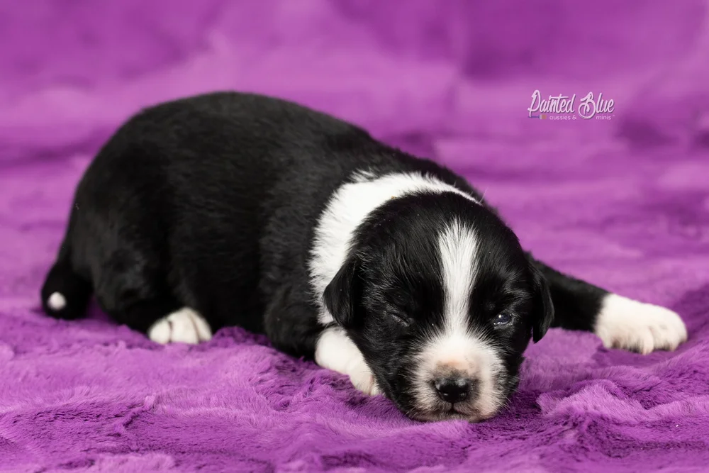 AKC Mini American Shepherd: Mini Aussie Puppies & Toy Aussie Puppies ...