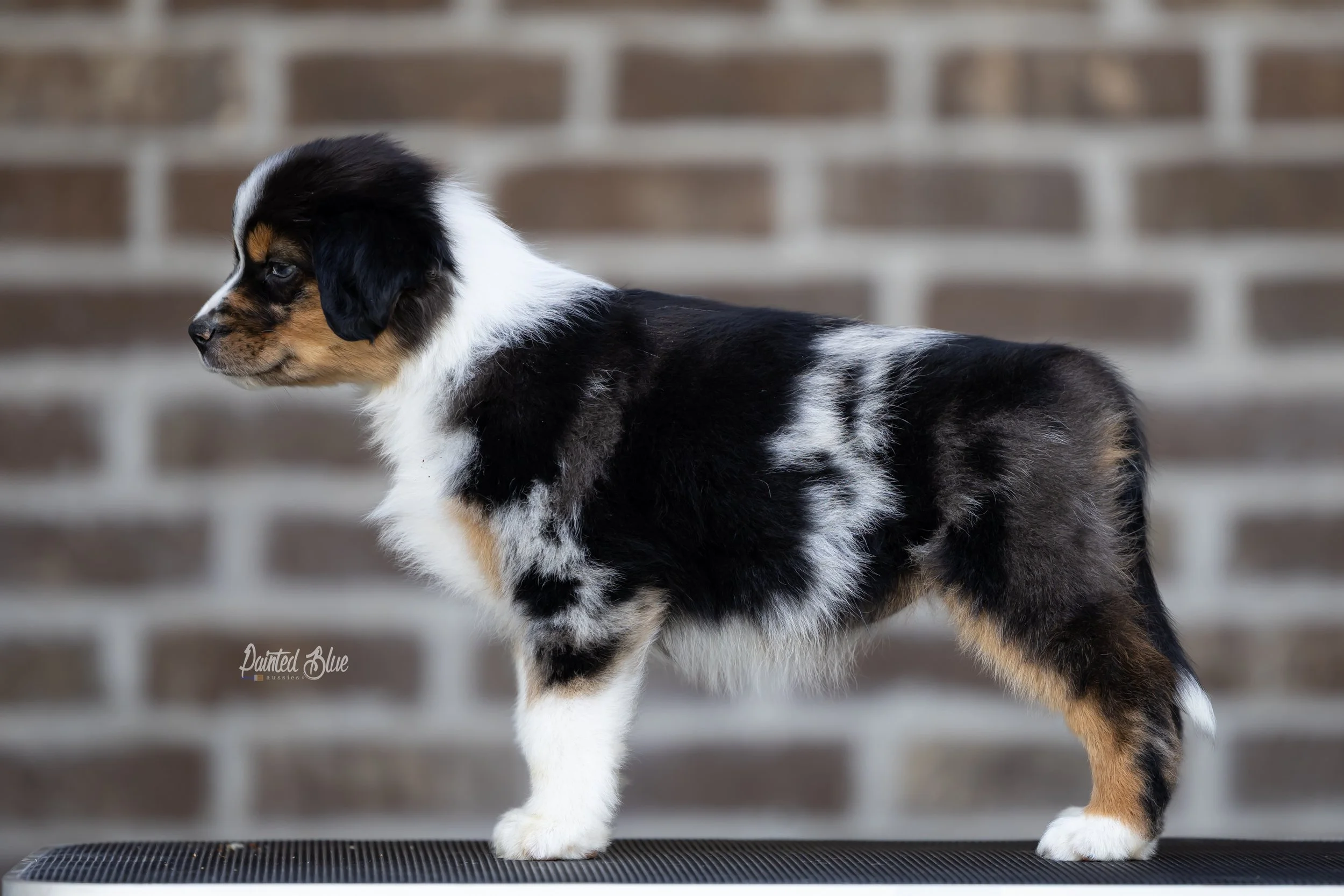 AKC Mini American Shepherd: Mini Aussie Puppies & Toy Aussie Puppies ...
