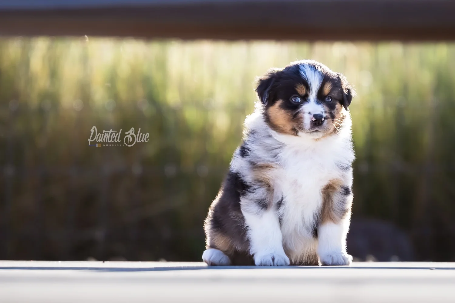 AKC Mini American Shepherd: Mini Aussie Puppies & Toy Aussie Puppies ...