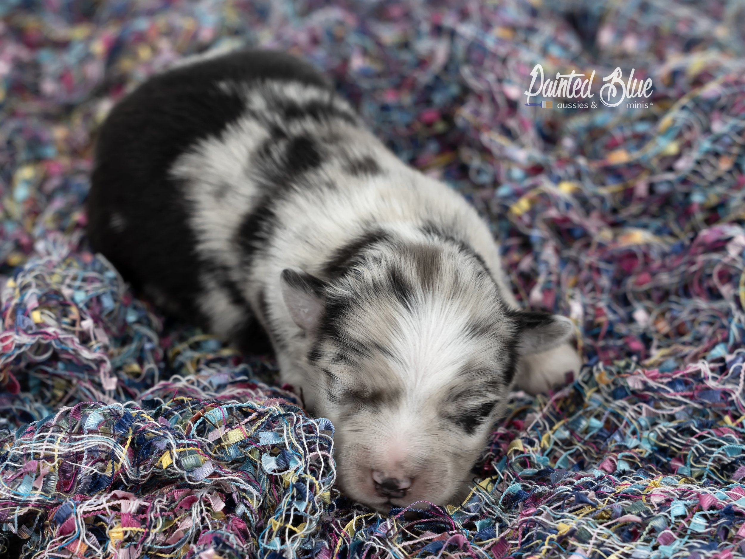 AKC Mini American Shepherd: Mini Aussie Puppies & Toy Aussie Puppies ...