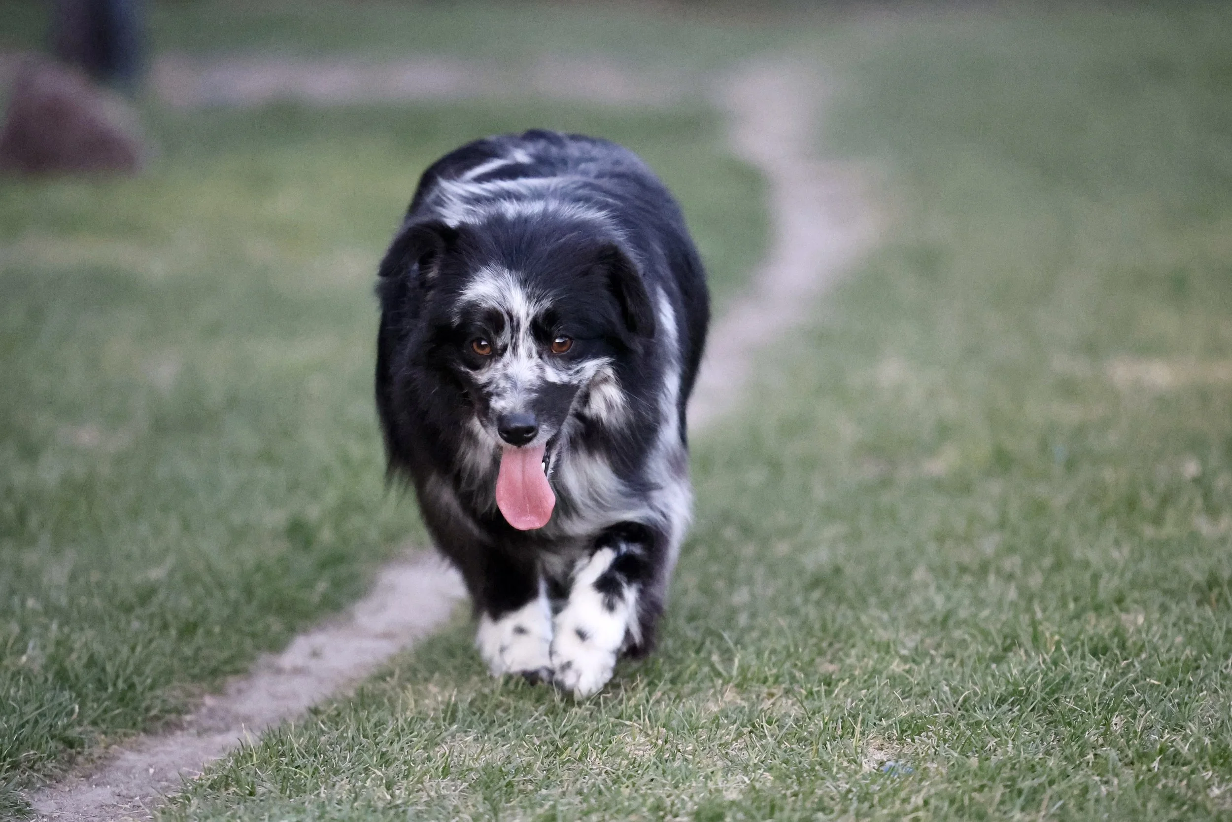 Mini Australian Shepherd Dams — Painted Blue Aussies