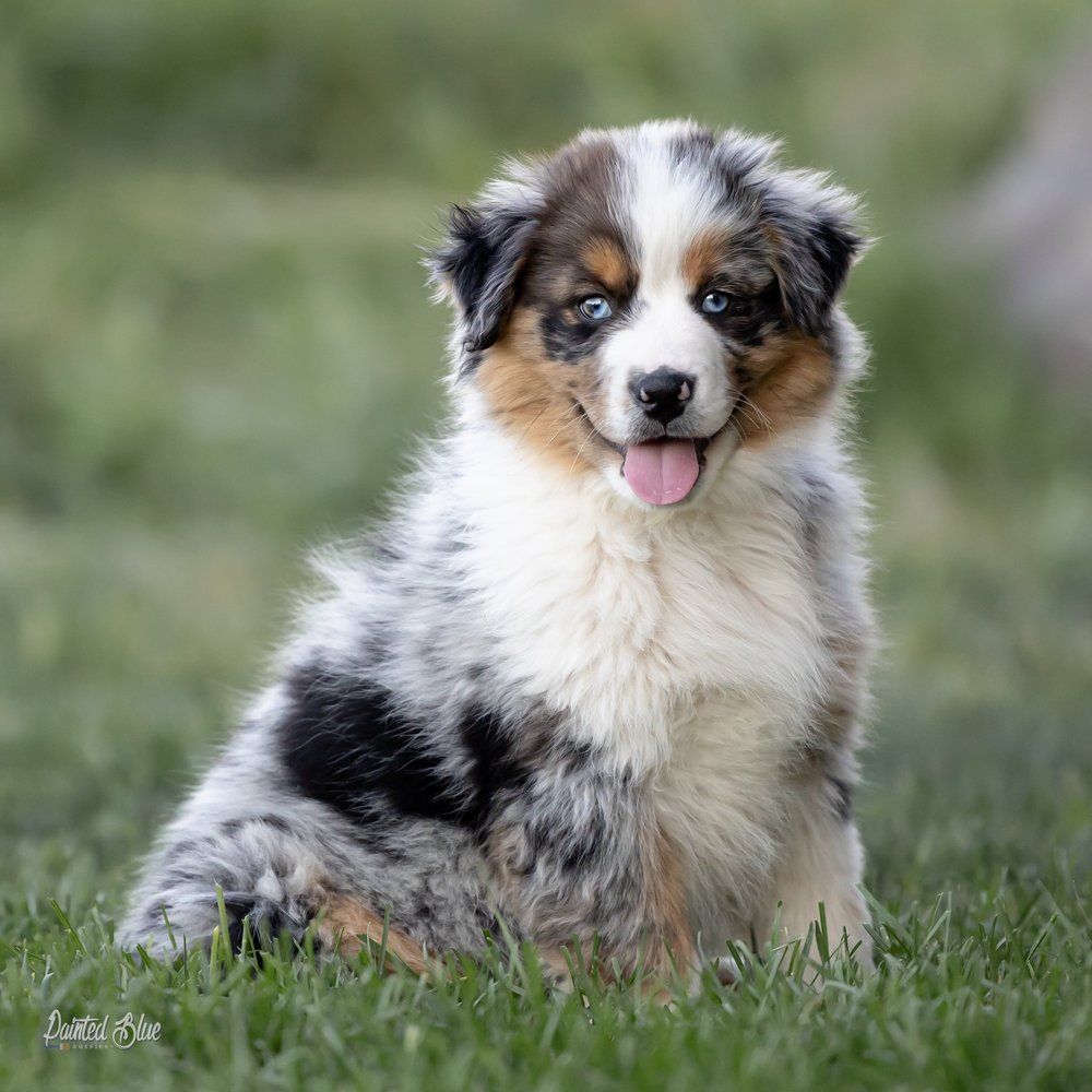 Mini Aussie Puppies & Toy Aussie Puppies: AKC Mini American Shepherd ...