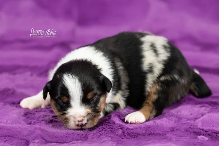 AKC Mini American Shepherd: Mini Aussie Puppies & Toy Aussie Puppies ...