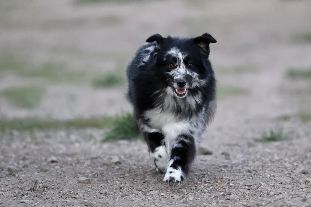 Exploring Australian Shepherd Coat Colors: A Guide to the Stunning ...