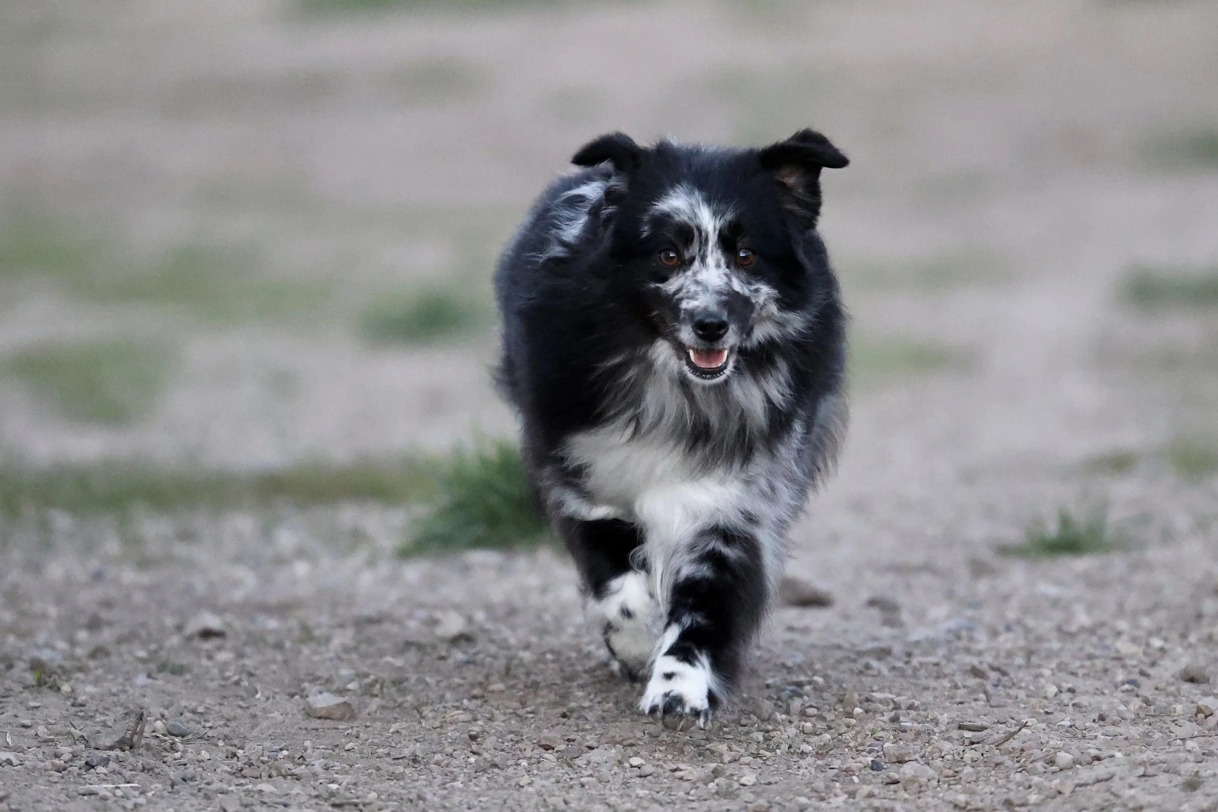 Exploring Australian Shepherd Coat Colors: A Guide to the Stunning ...