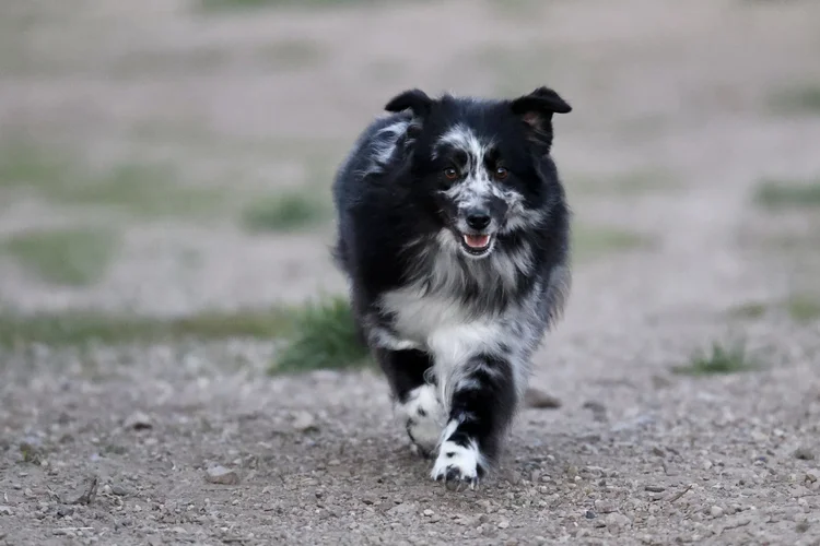 Exploring Australian Shepherd Coat Colors: A Guide to the Stunning ...