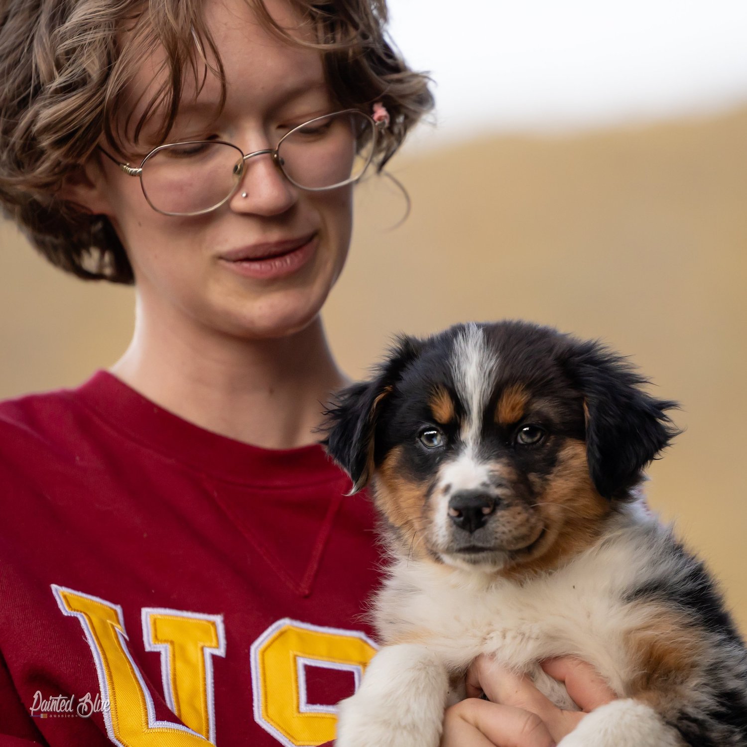 AKC Mini American Shepherd: Mini Aussie Puppies & Toy Aussie Puppies ...