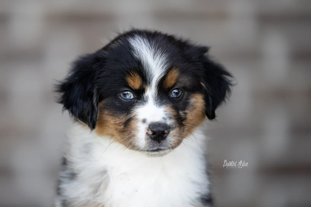 AKC Mini American Shepherd: Mini Aussie Puppies & Toy Aussie Puppies ...