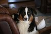 Exploring Australian Shepherd Coat Colors: A Guide to the Stunning ...