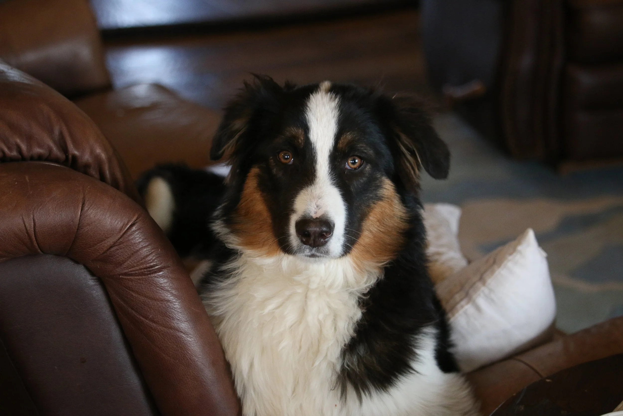 Exploring Australian Shepherd Coat Colors: A Guide to the Stunning ...