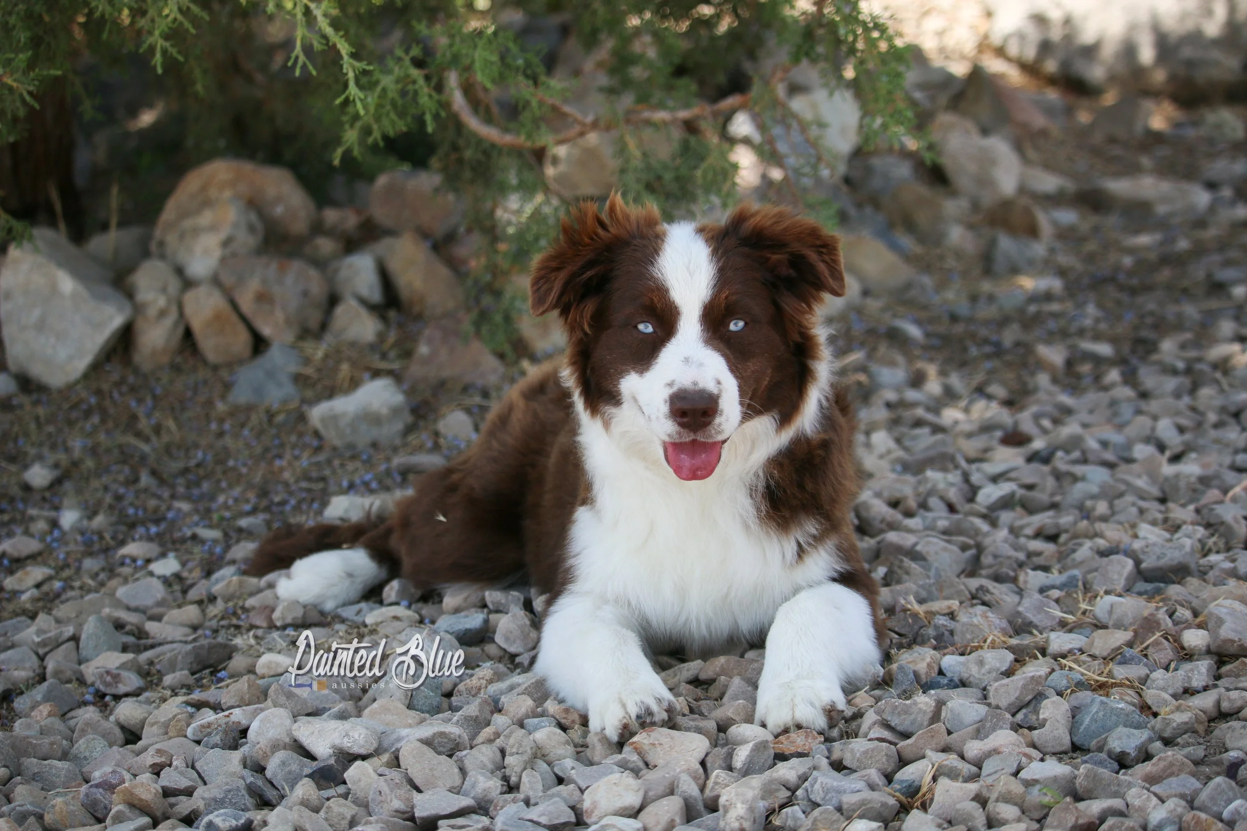 Exploring Australian Shepherd Coat Colors: A Guide to the Stunning ...