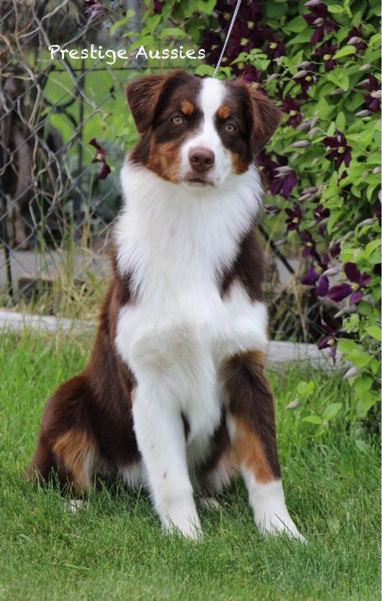 Exploring Australian Shepherd Coat Colors: A Guide to the Stunning ...