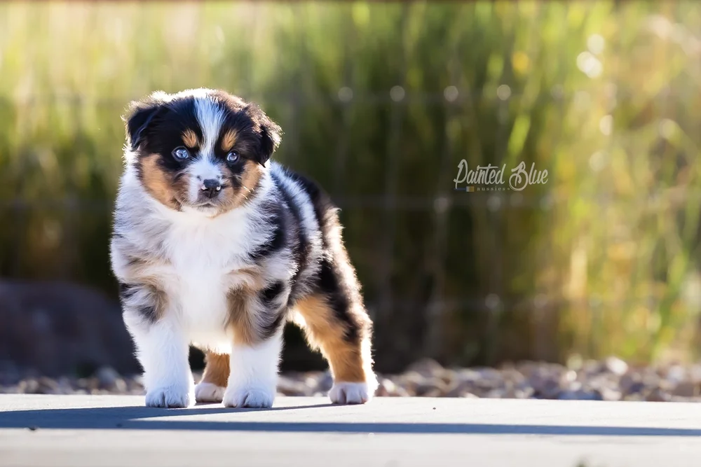 AKC Mini American Shepherd: Mini Aussie Puppies & Toy Aussie Puppies ...