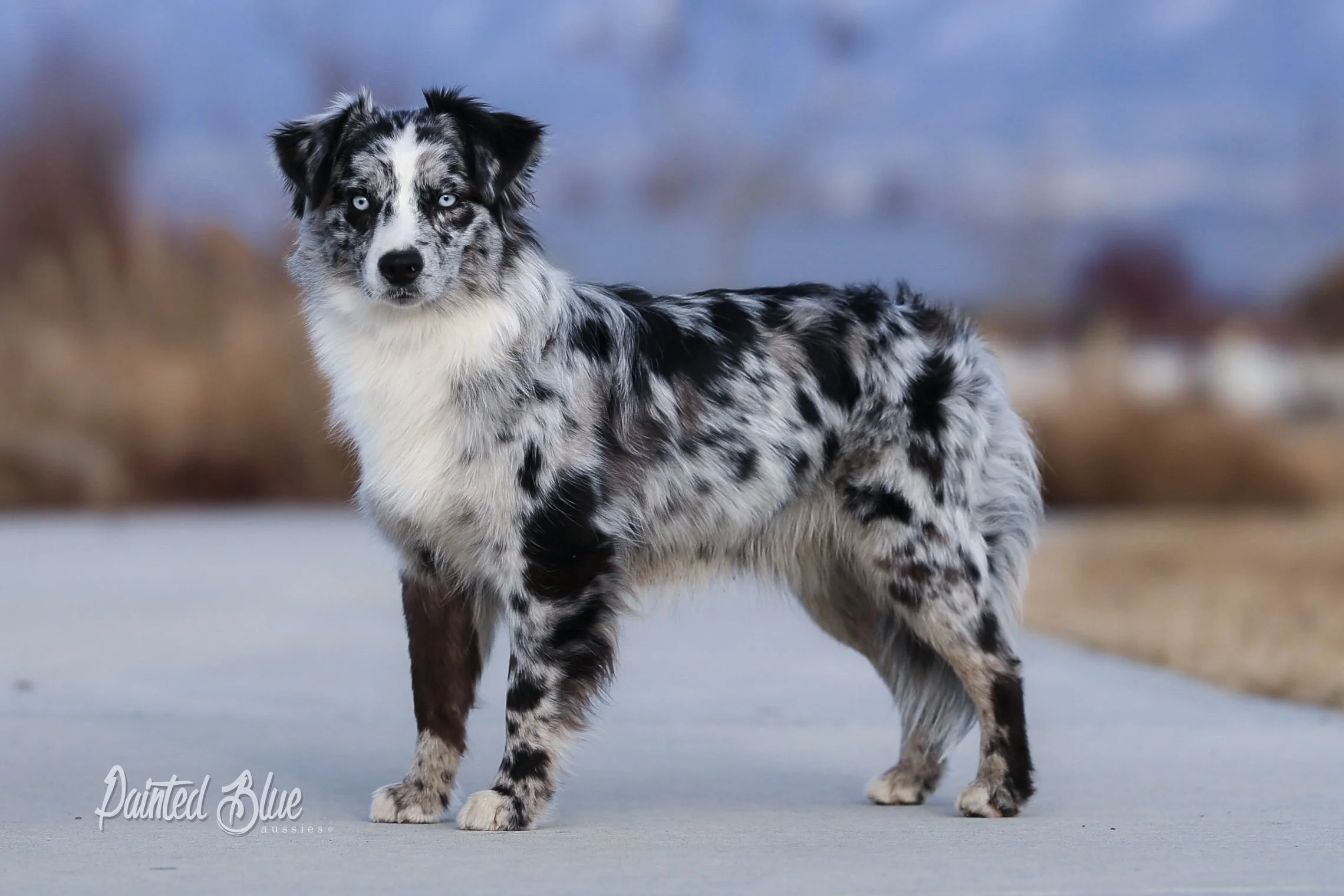 Painted Blue Aussies