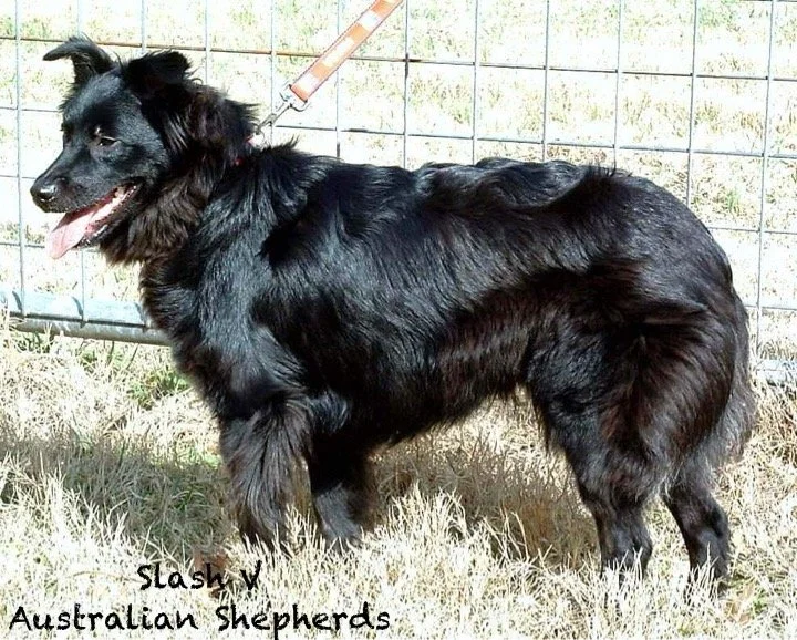 Exploring Australian Shepherd Coat Colors: A Guide to the Stunning ...