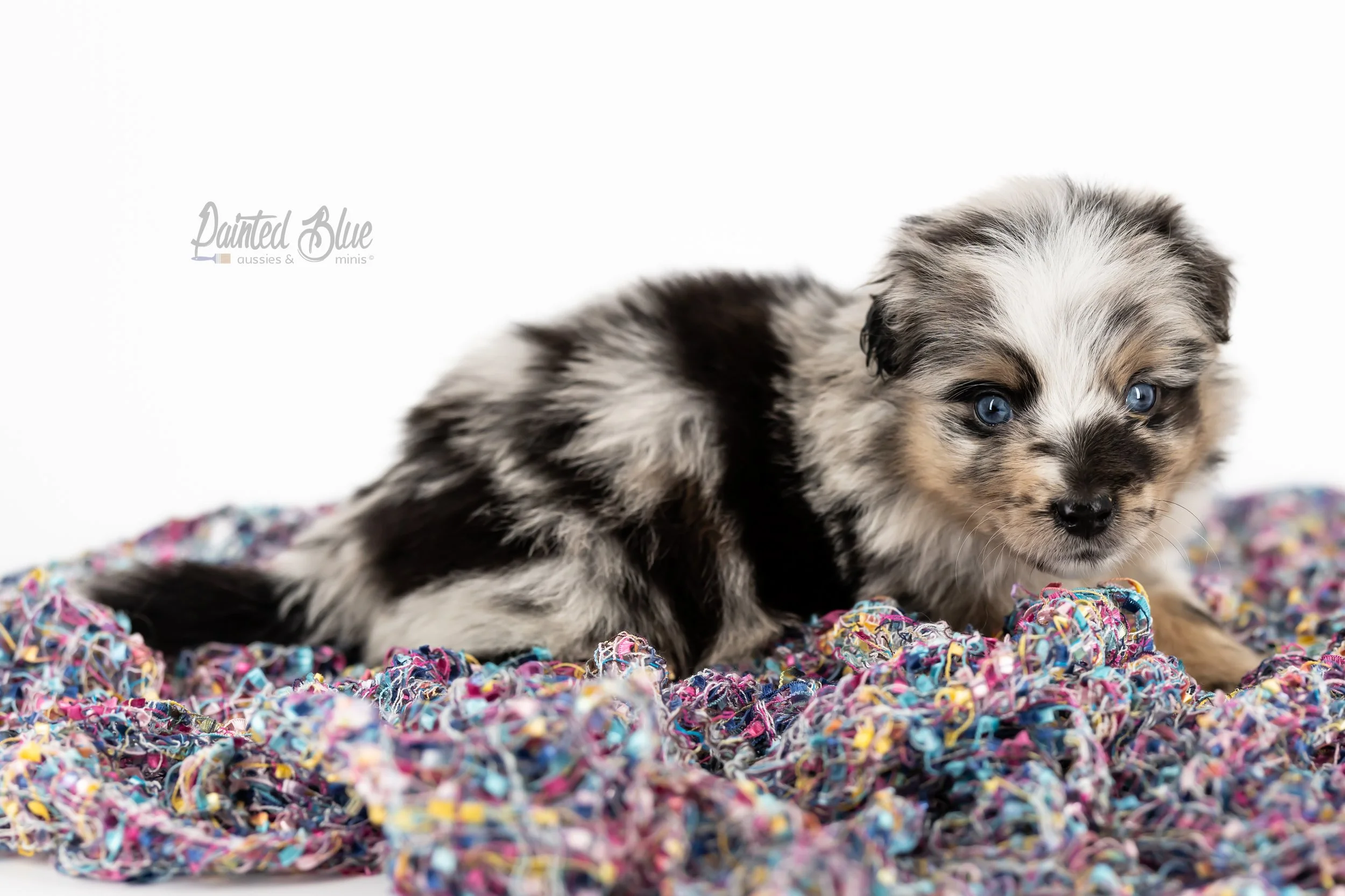 AKC Mini American Shepherd: Mini Aussie Puppies & Toy Aussie Puppies ...