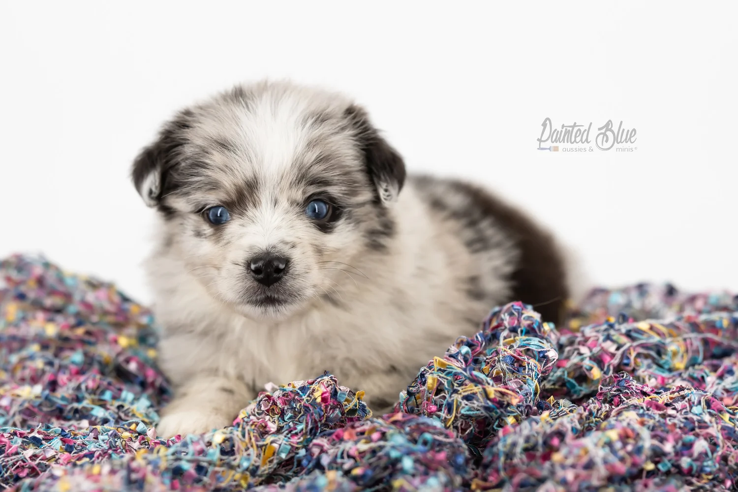 AKC Mini American Shepherd: Mini Aussie Puppies & Toy Aussie Puppies ...