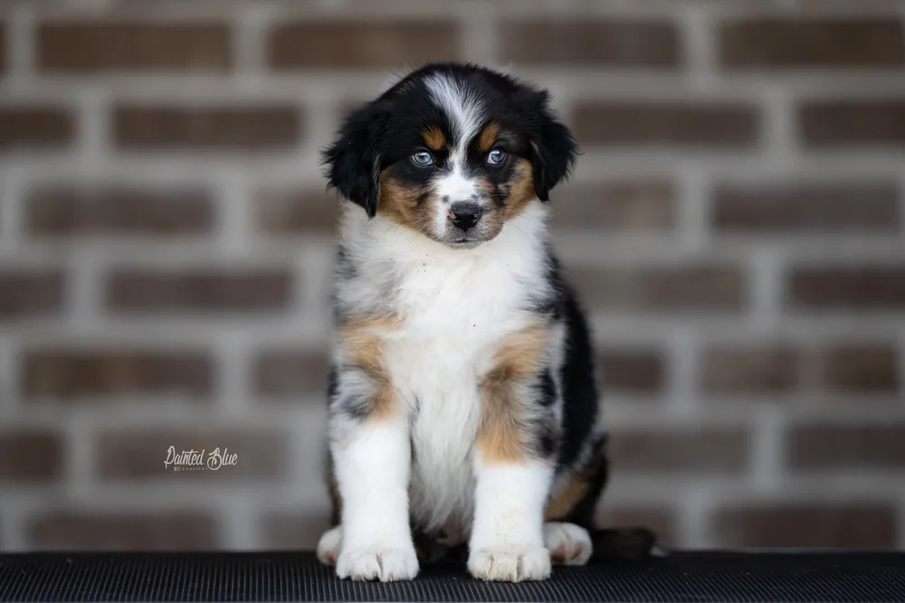 AKC Mini American Shepherd: Mini Aussie Puppies & Toy Aussie Puppies ...