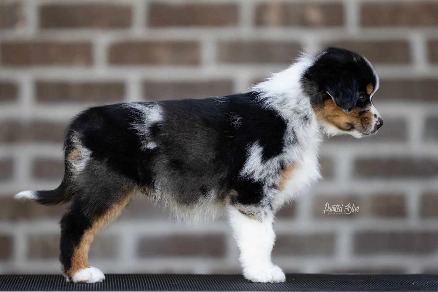 AKC Mini American Shepherd: Mini Aussie Puppies & Toy Aussie Puppies ...