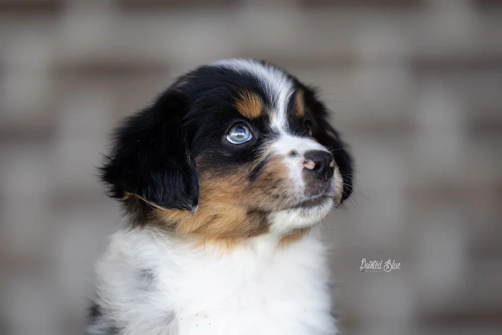 AKC Mini American Shepherd: Mini Aussie Puppies & Toy Aussie Puppies ...