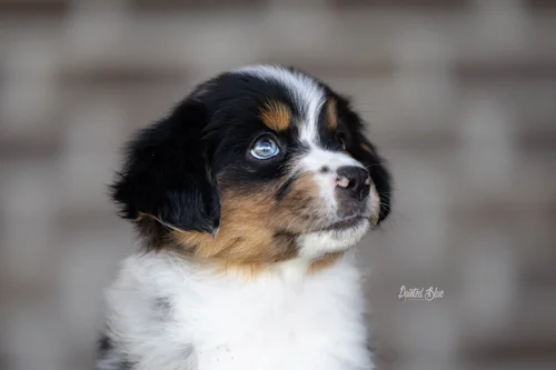 AKC Mini American Shepherd: Mini Aussie Puppies & Toy Aussie Puppies ...