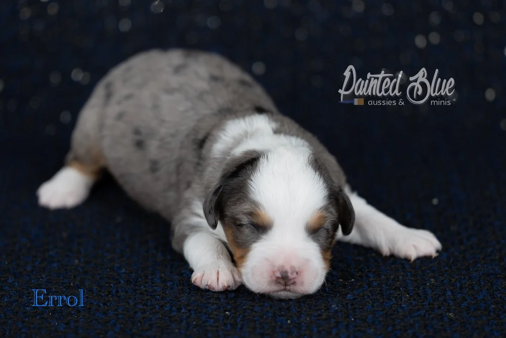 Mini Aussie Puppies & Toy Aussie Puppies: Registered AKC Mini American ...