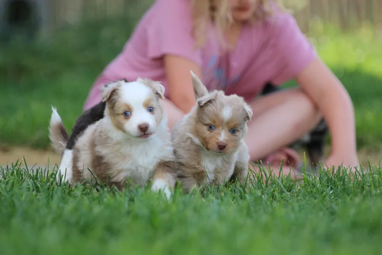 Mini Aussie Puppies & Toy Aussie Puppies: AKC Mini American Shepherd ...