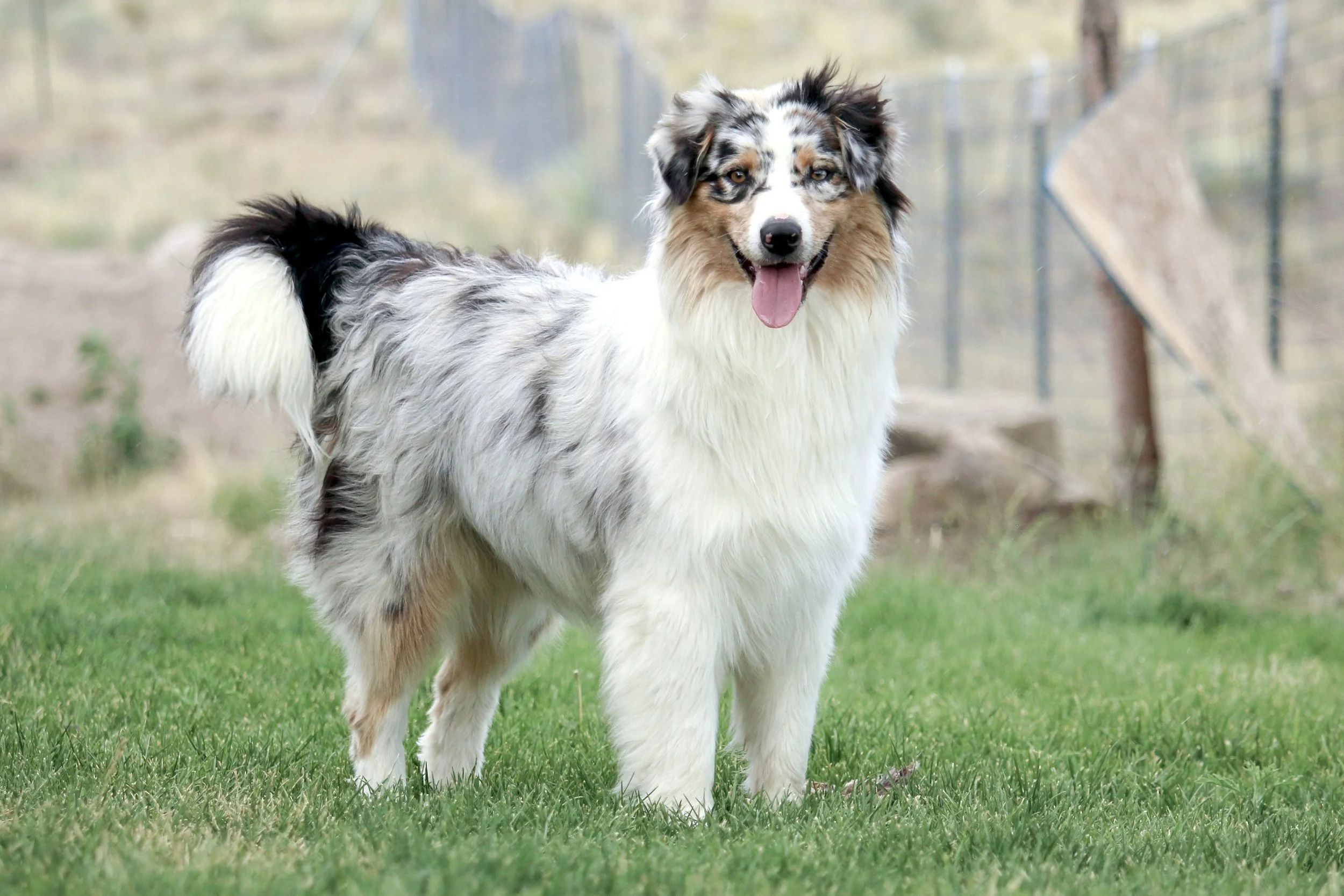 Australian Shepherd Dams — Painted Blue Aussies