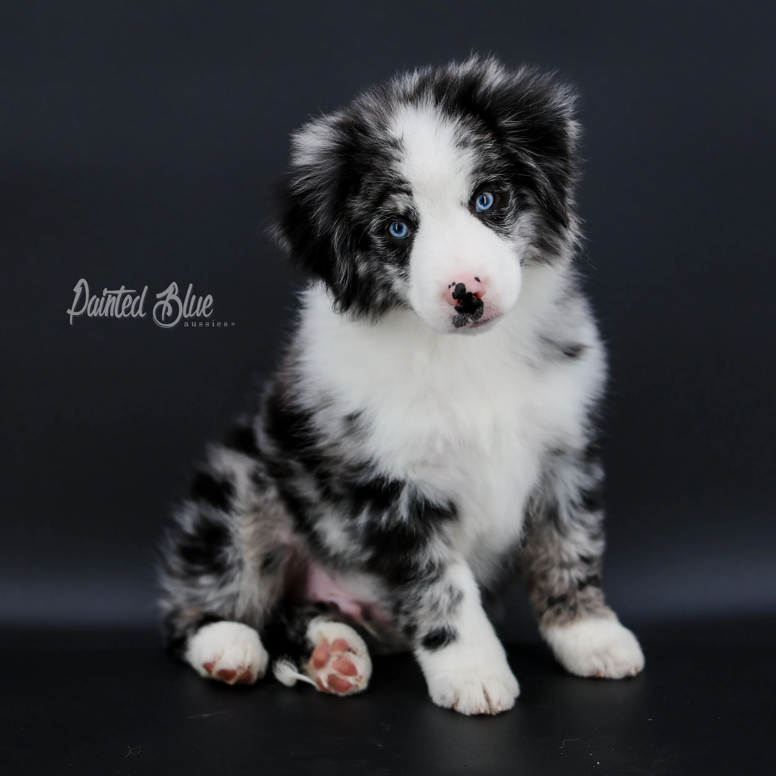 Painted Blue Aussies