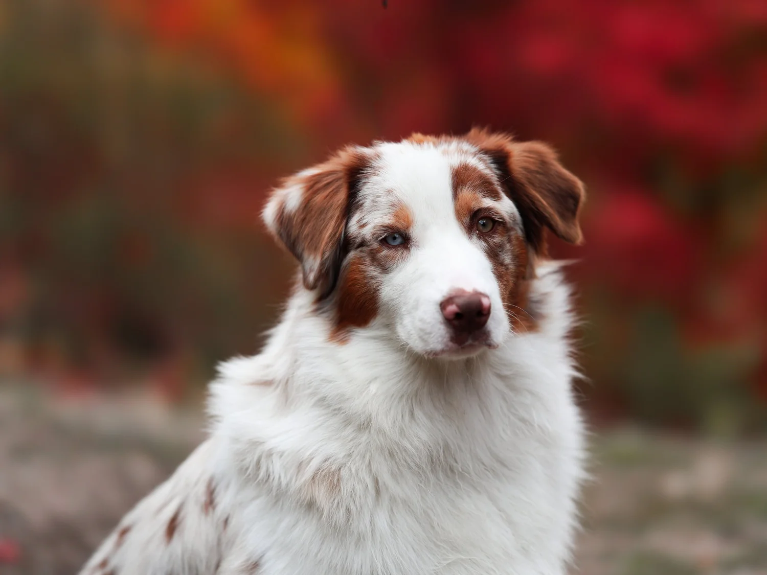 Adult Australian Shepherds & Mini Aussie (Mini American Shepherd) Dogs ...