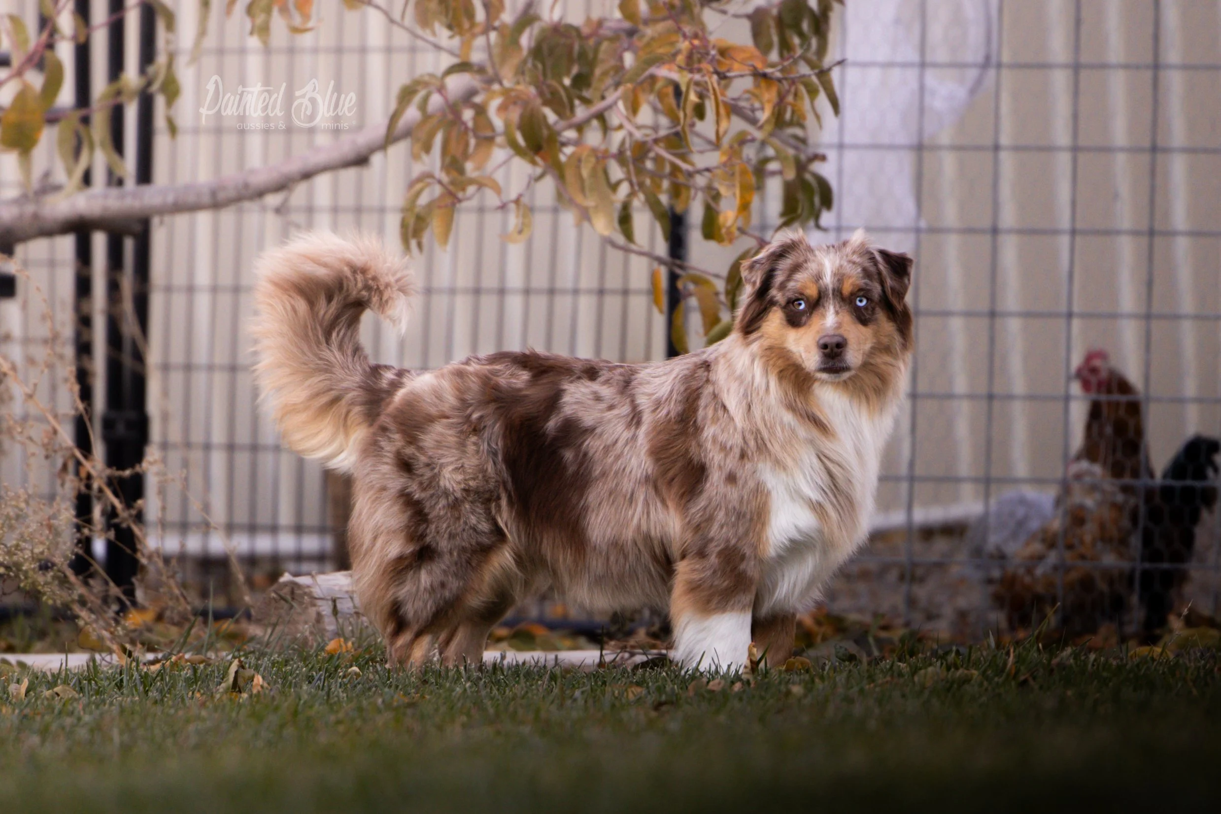Mini American Shepherd Dams | Get To Know Our Mini Aussie Dams ...