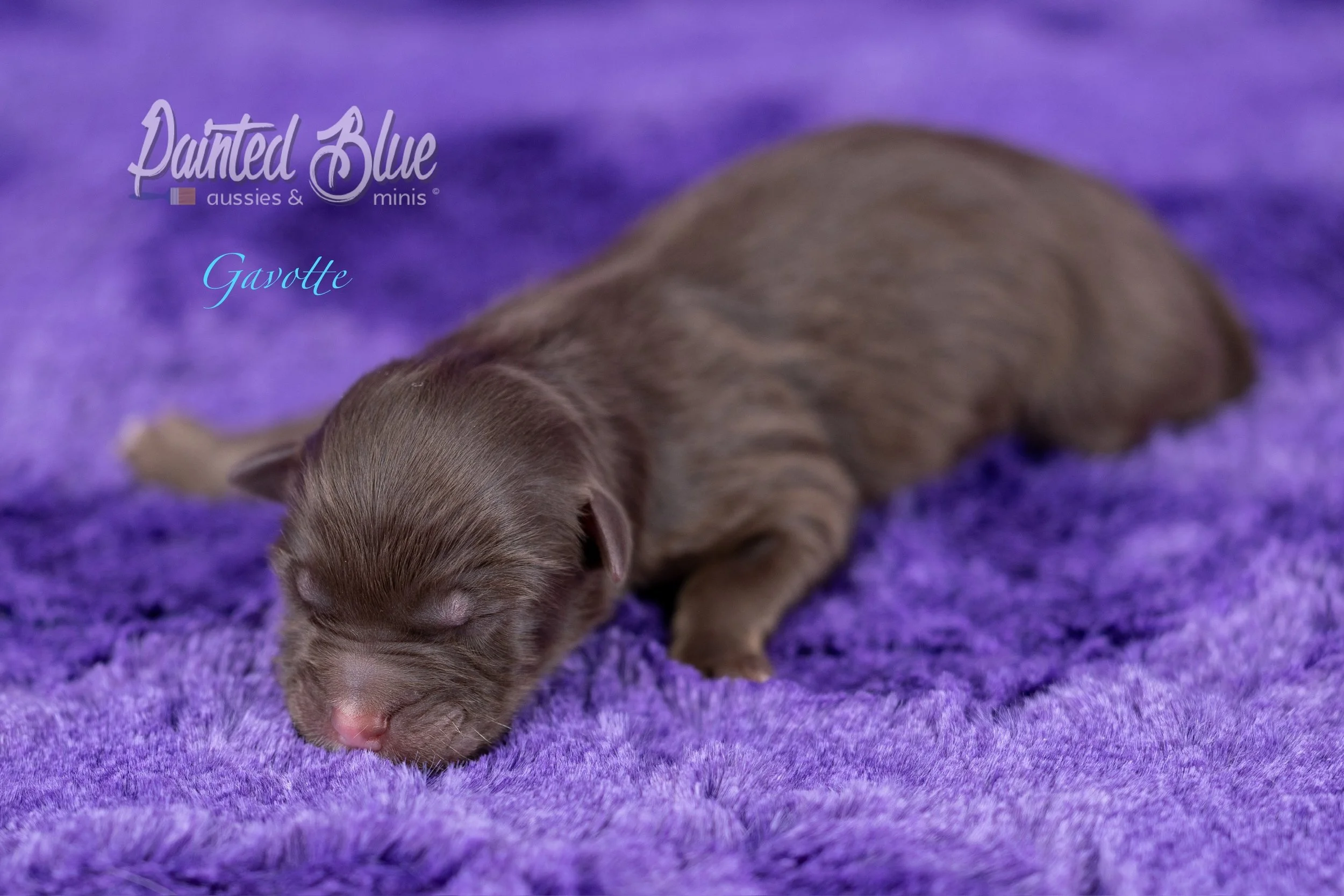 AKC Mini American Shepherd: Mini Aussie Puppies & Toy Aussie Puppies ...