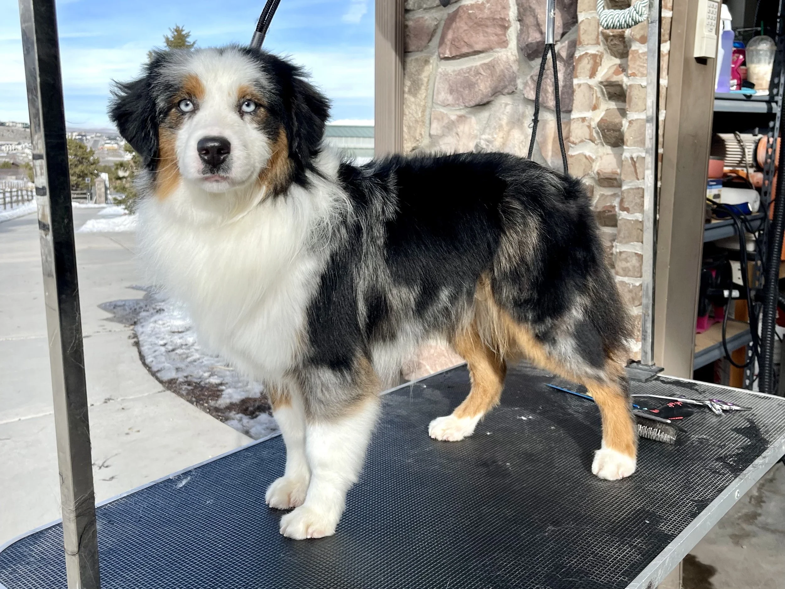 Mini Australian Shepherd Dams — Painted Blue Aussies