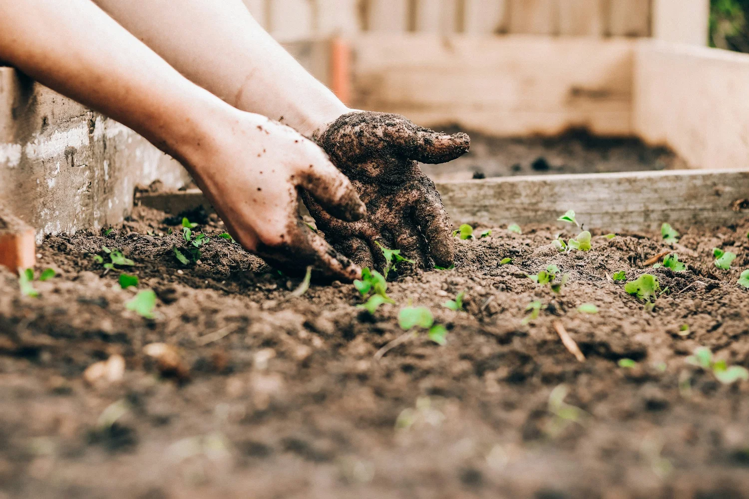 Do You Really Need Organic Seeds for Your Home Garden? — Magnolia ...