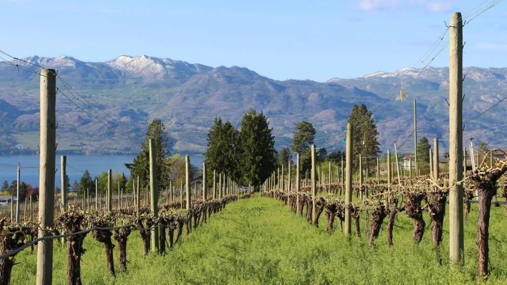 Little Straw Vineyards | Visit, Taste, Experience West Kelowna Wine ...