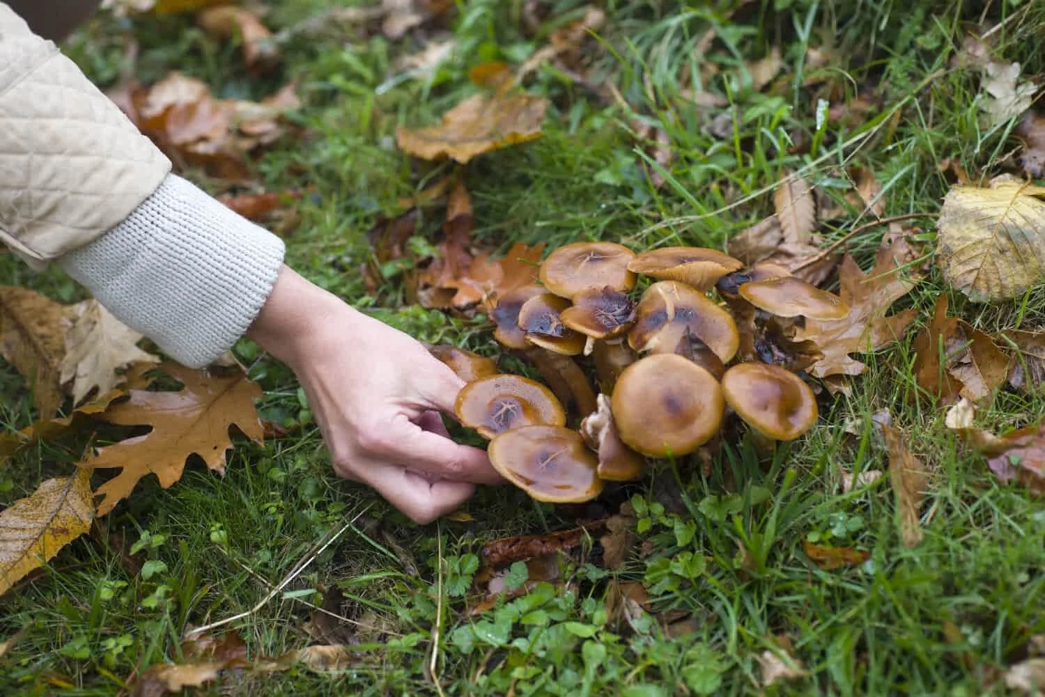 The Basics of Mushroom Hunting — Merry Mycelium