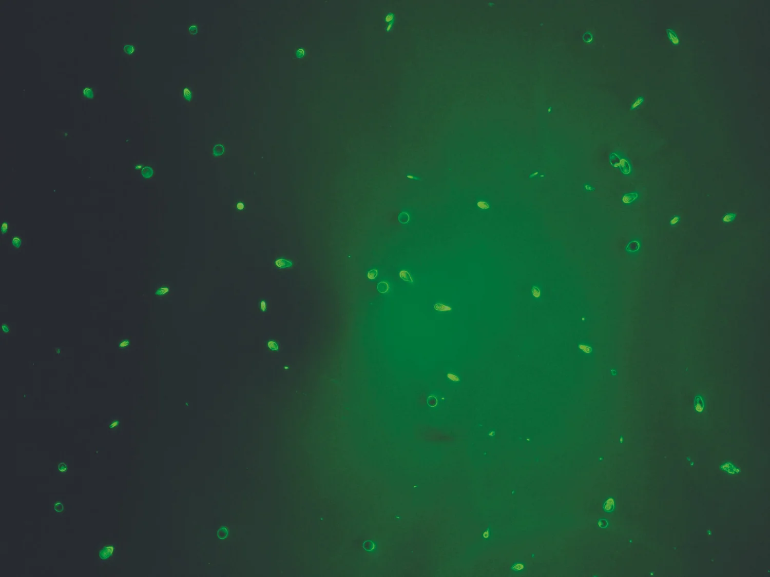 Radon Testing — RPC