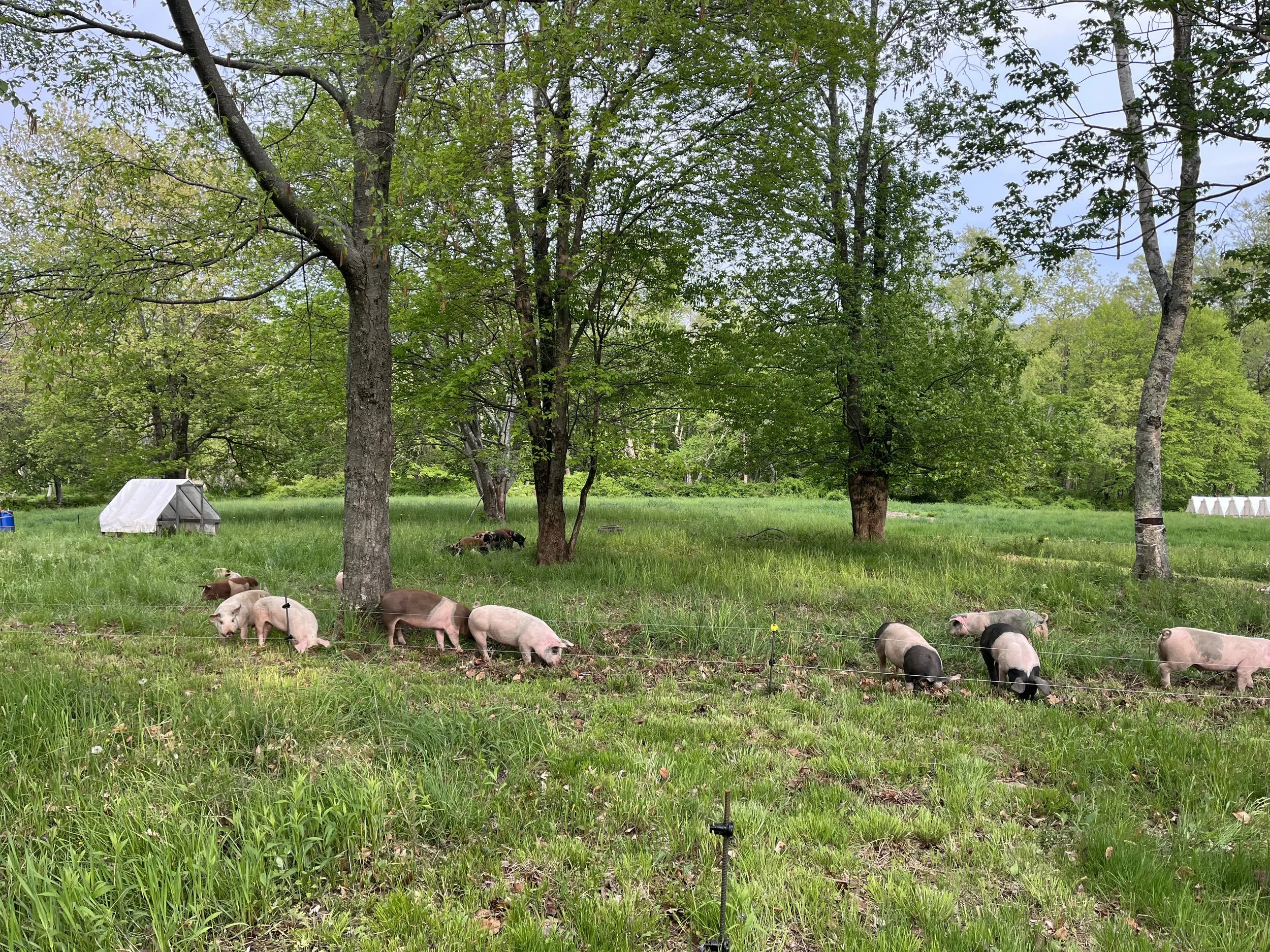 Practices | Regenerative Farming — Hoadley Hills Farm