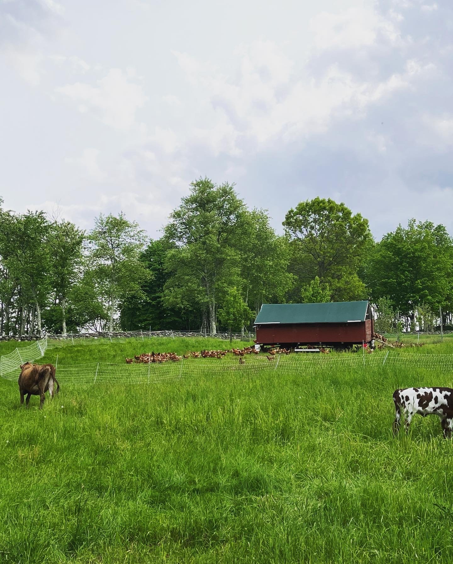 Practices | Regenerative Farming — Hoadley Hills Farm