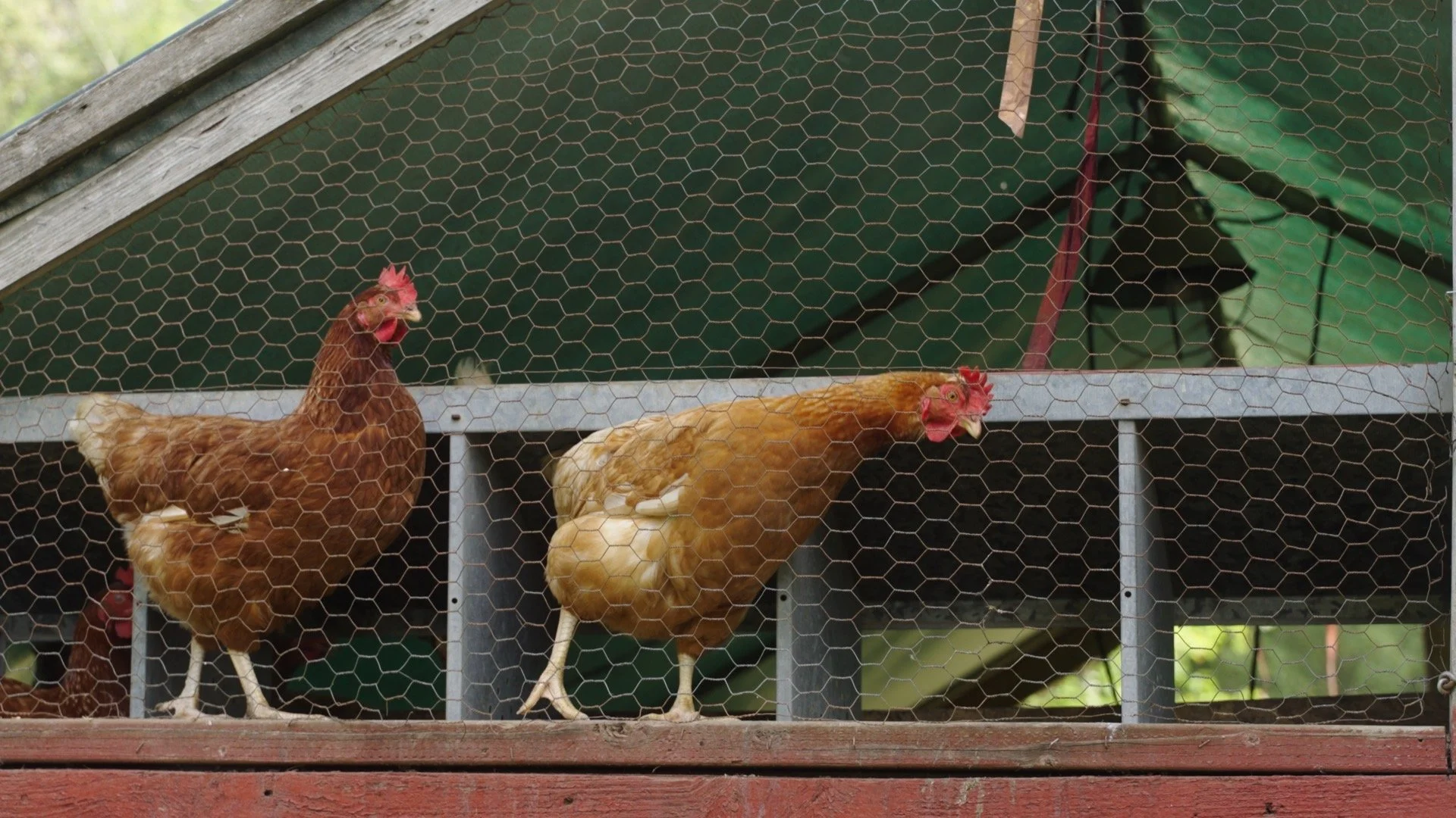 Practices | Regenerative Farming — Hoadley Hills Farm