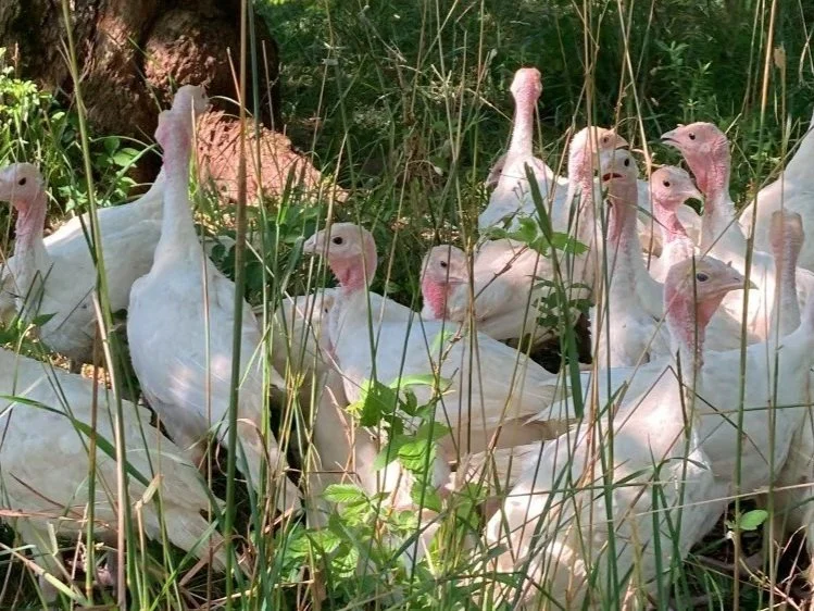 Hoadley Hills Farm | Pasture-Raised Pork, Chicken, Beef & Turkey ...