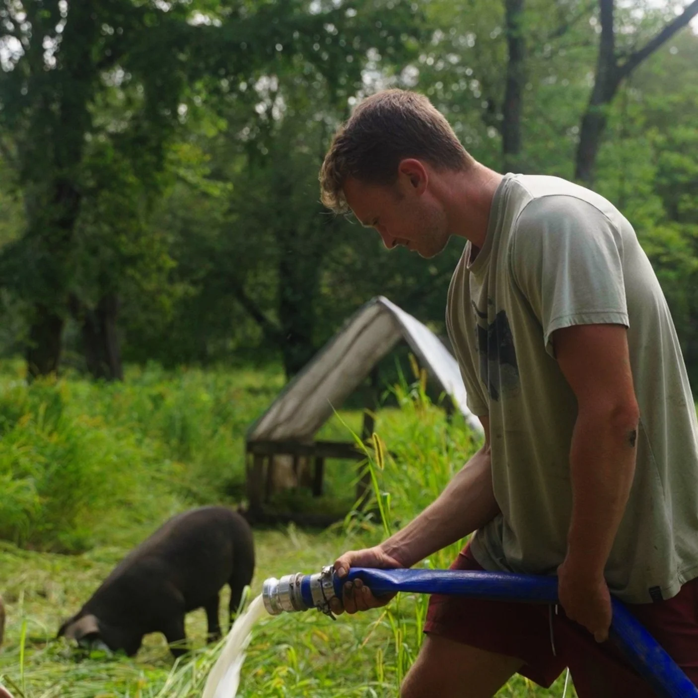 Hoadley Hills Farm | Pasture-Raised Pork, Chicken, Beef & Turkey ...