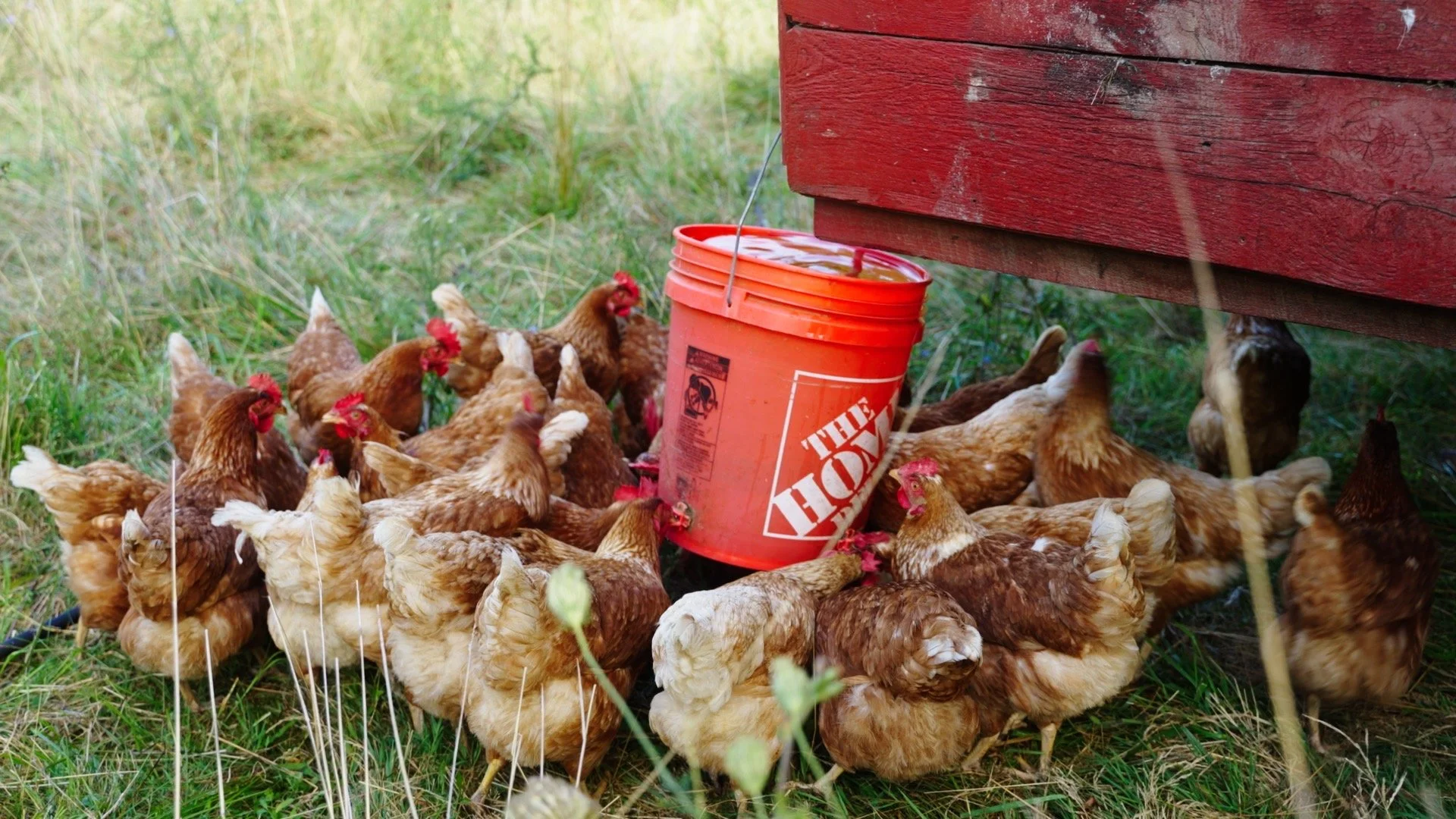 Practices | Regenerative Farming — Hoadley Hills Farm