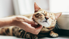 Clone your Cat | Genetic Preservation by PETernity Genetics | United ...