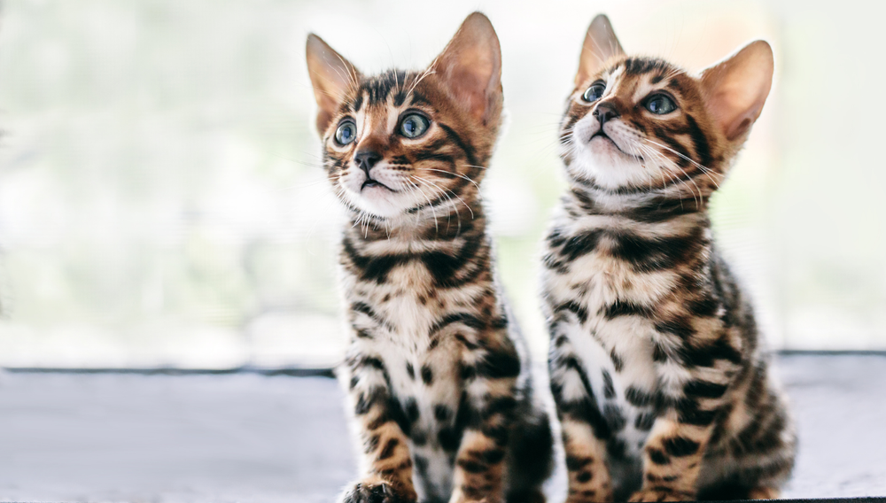 Clone your Cat | Genetic Preservation by PETernity Genetics | United ...
