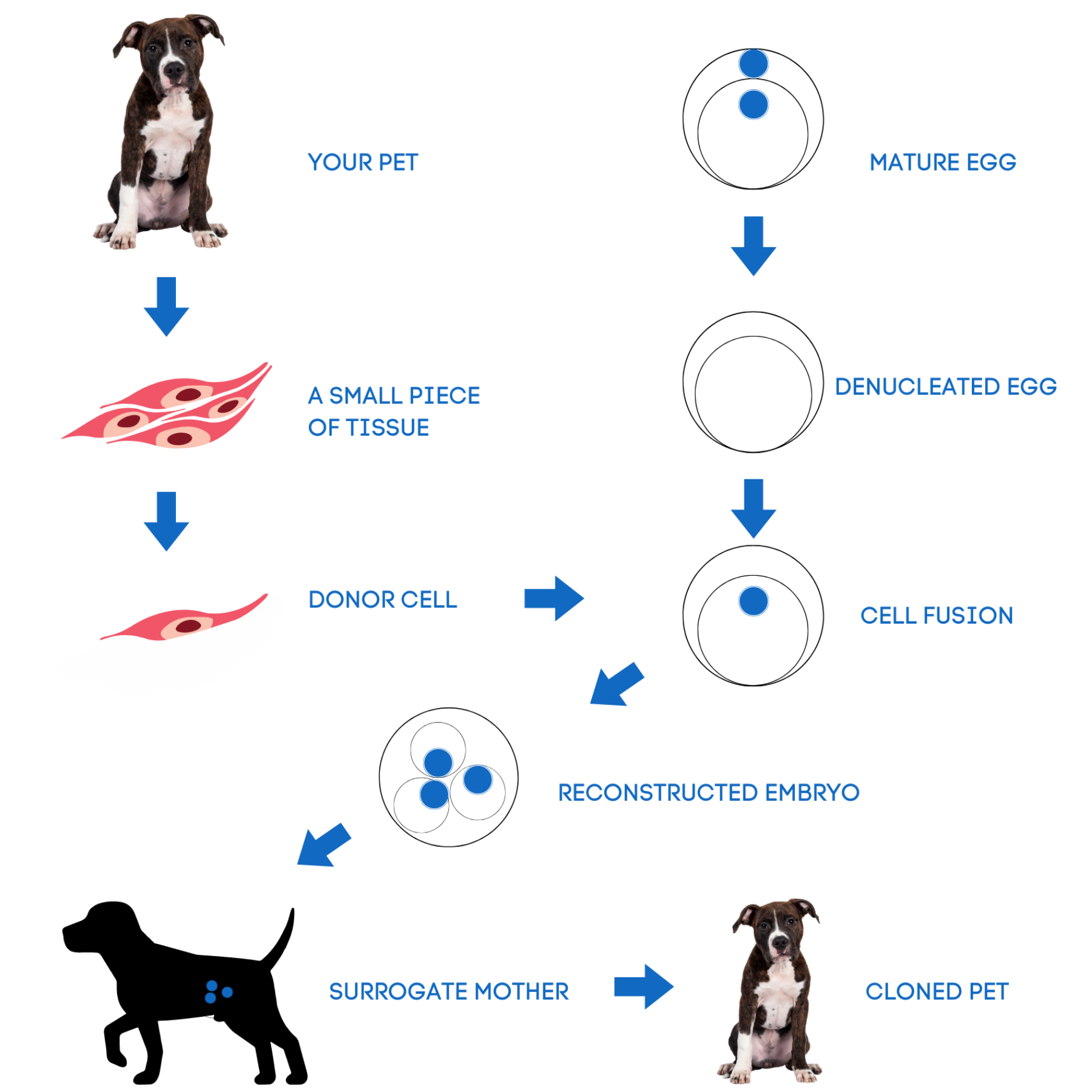 How it Works | Cell Preservation | Dog Cat Horse Pet Cloning — World ...