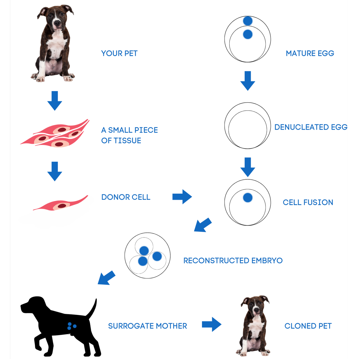 How it Works | Cell Preservation | Dog Cat Horse Pet Cloning — World ...