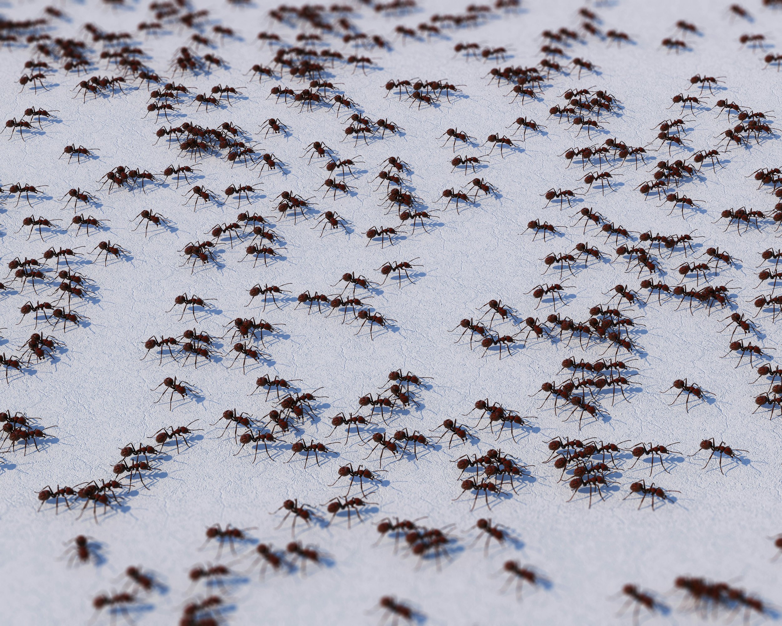 How to Remove Small Ants from Your Kitchen